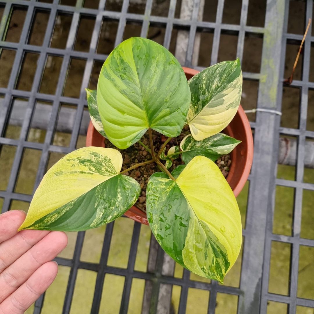 Homalomena pendula variegata, Furniture & Home Living, Gardening ...