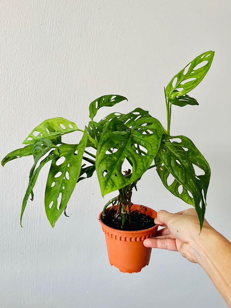 Monstera Adansonii - Swiss chess plant - two healthy stems, Furniture ...