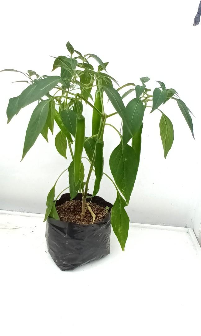 Siling Green, Furniture & Home Living, Gardening, Plants & Seeds on ...