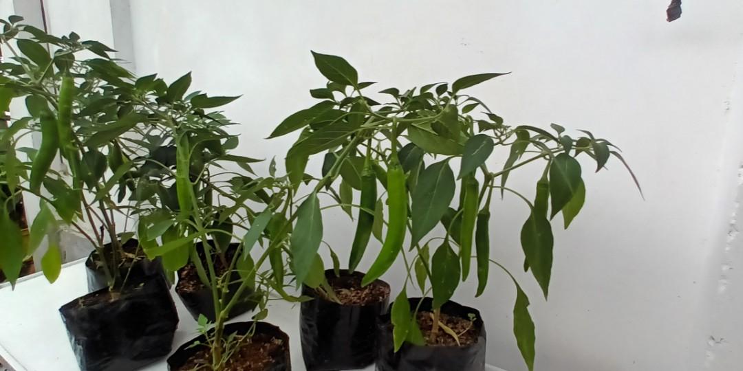 Siling Green, Furniture & Home Living, Gardening, Plants & Seeds on ...