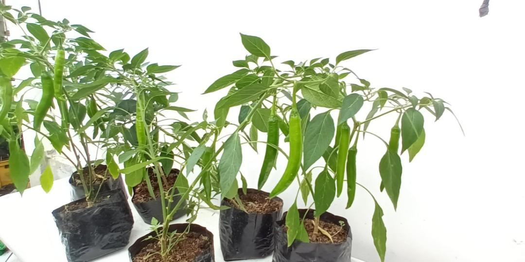 Siling Green, Furniture & Home Living, Gardening, Plants & Seeds on ...
