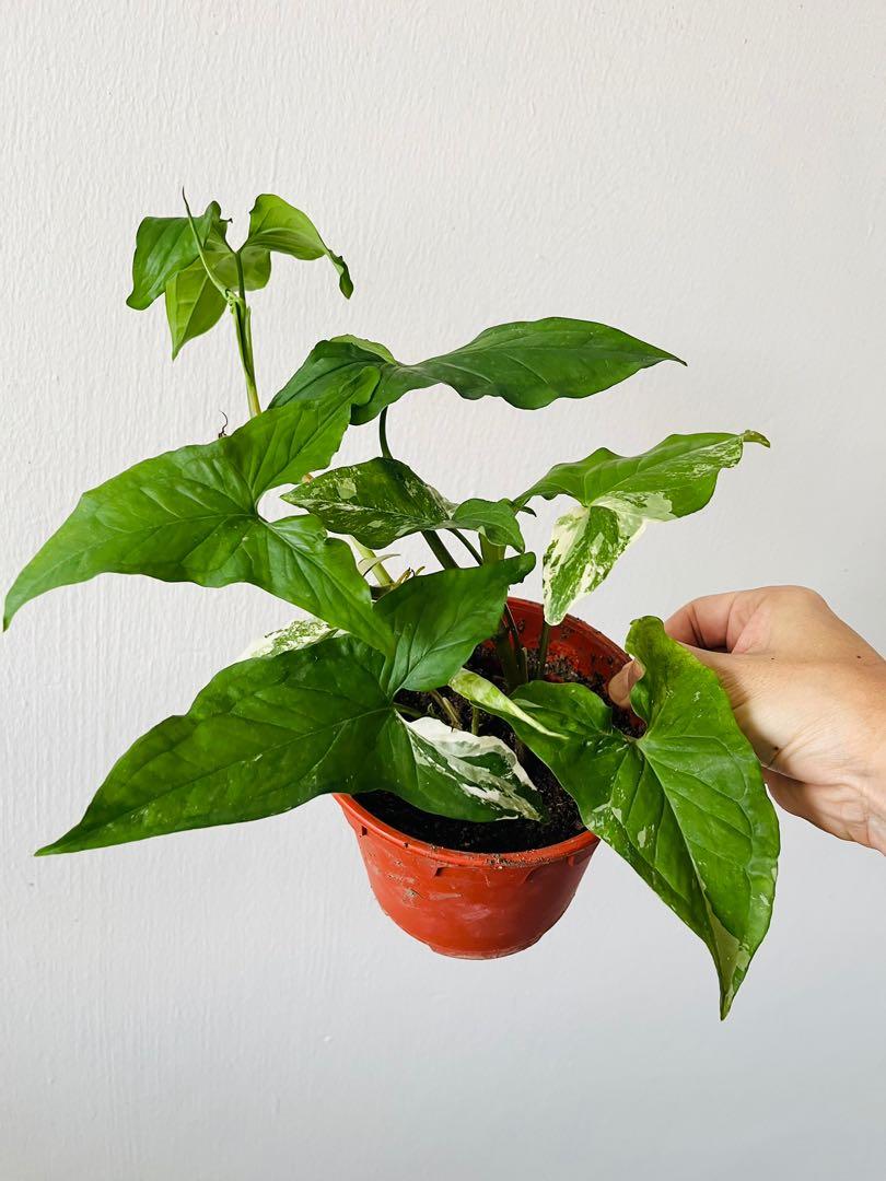 Syngonium Albo-variegated "Marble"- trailing vine with new leaves ...