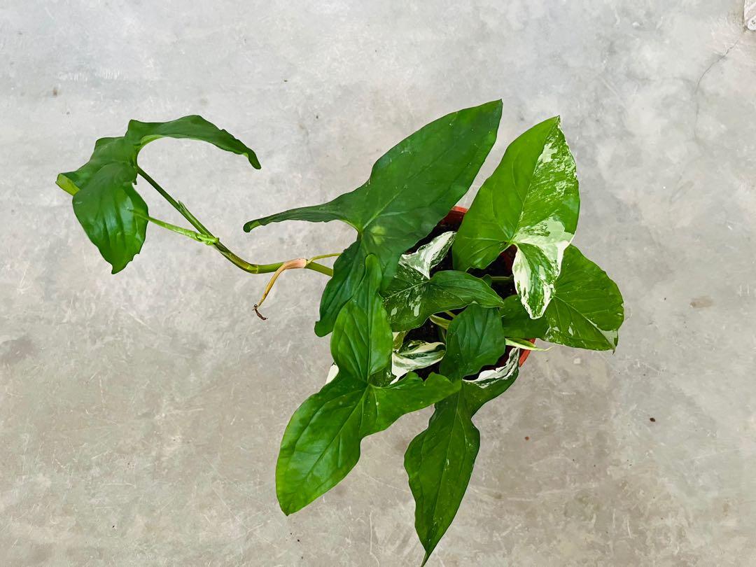 Syngonium Albo-variegated "Marble"- trailing vine with new leaves ...