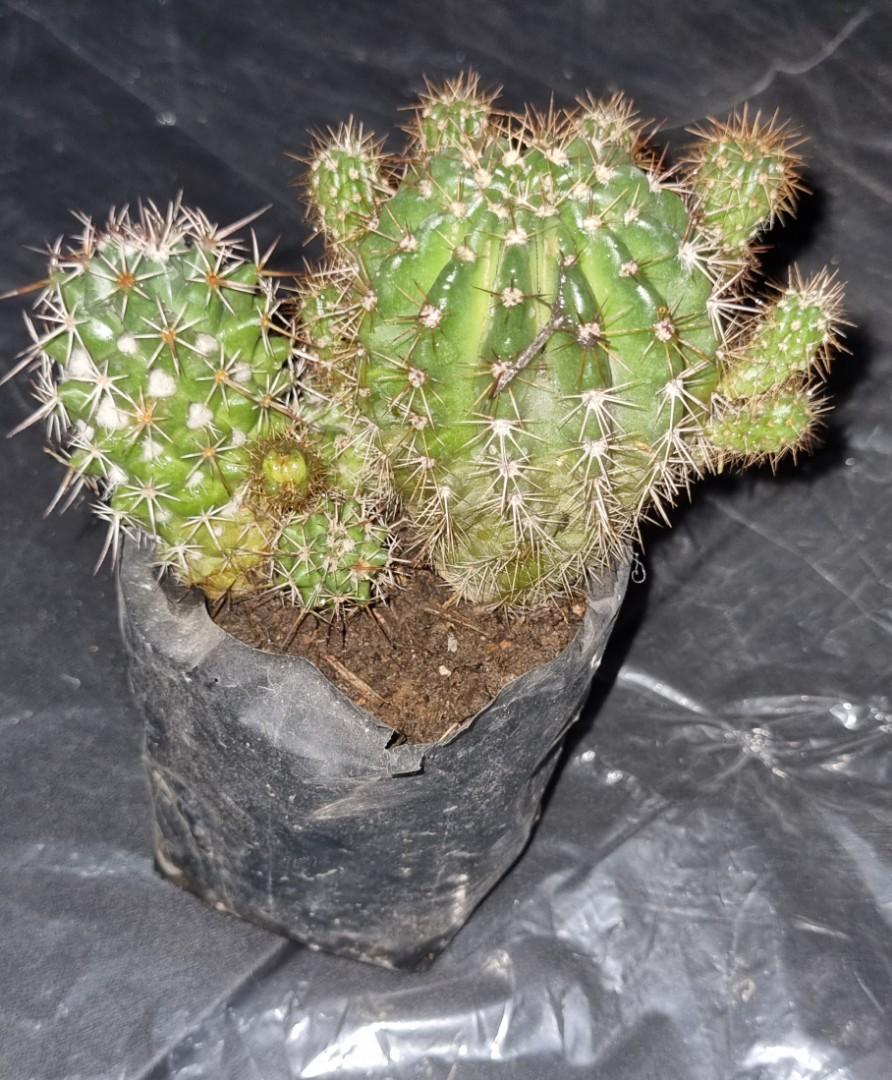 CACTUS SMALL, Furniture & Home Living, Gardening, Plants & Seeds on ...
