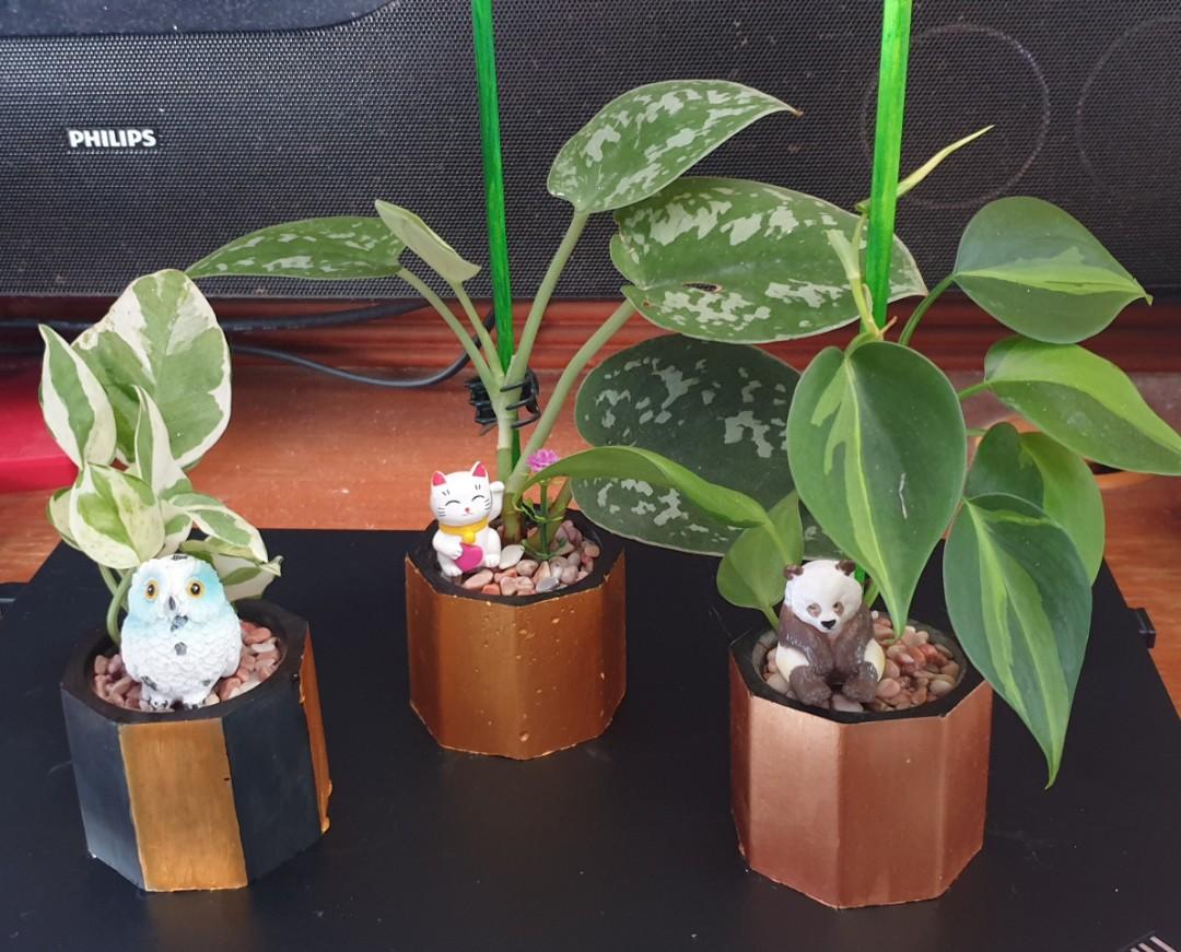 Mini assorted pothos in unique concrete pot, Furniture & Home Living ...