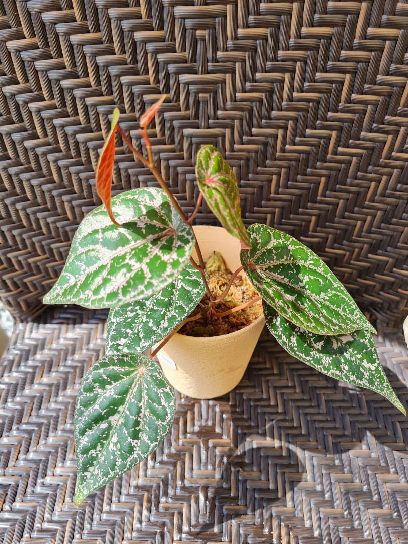 Piper Ornatum (pot a), Furniture & Home Living, Gardening, Plants ...