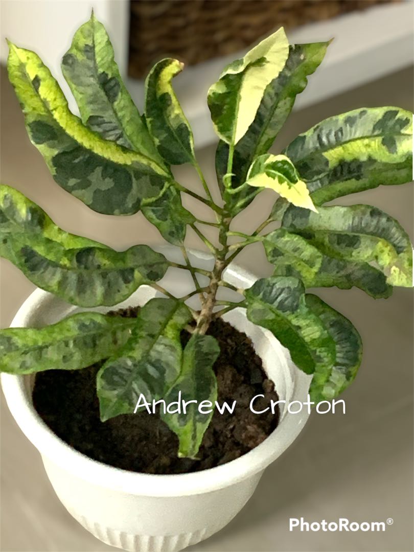 Rare andrew croton potted, Furniture & Home Living, Gardening, Plants ...