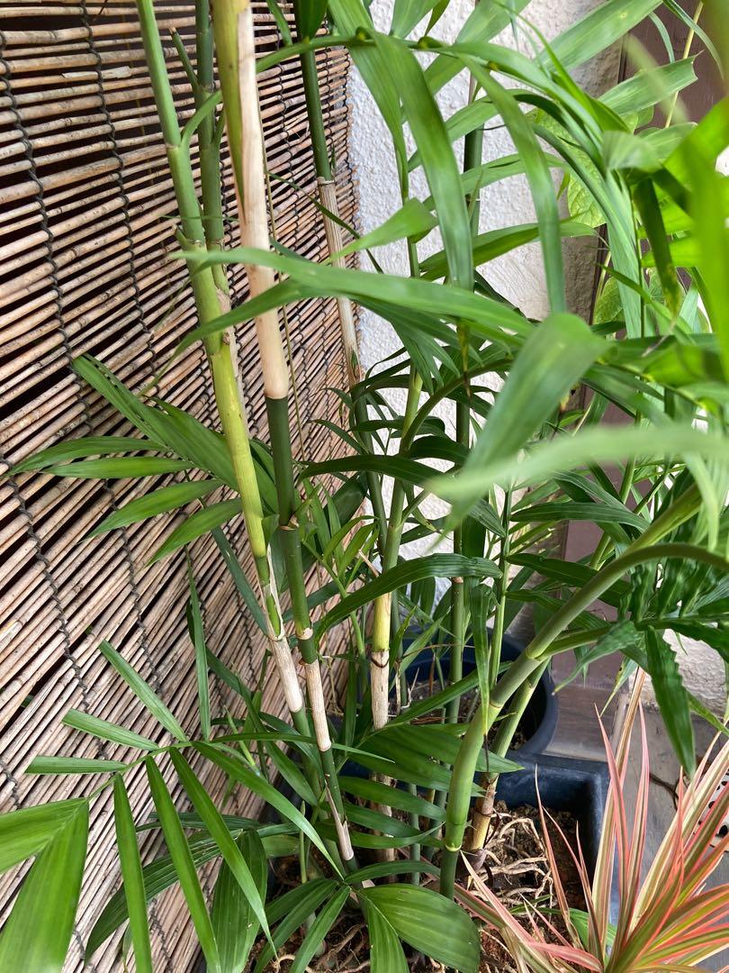Tall bamboo palm tree / plant, Furniture & Home Living, Gardening ...