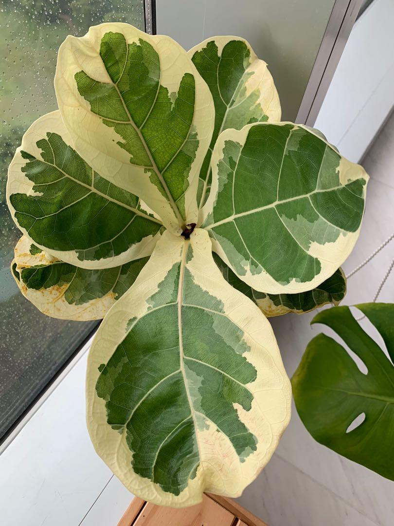 Variegated ficus lyrata, Furniture & Home Living, Gardening, Plants ...