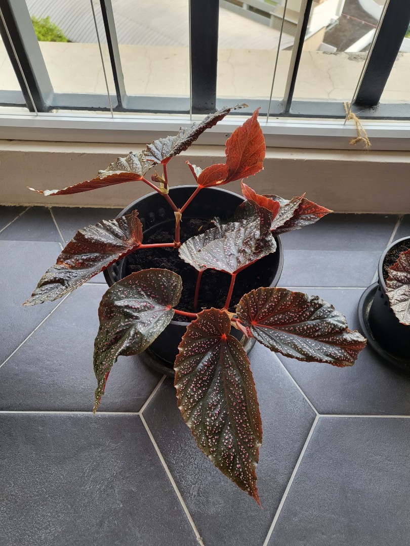 Begonia u062 - F, Furniture & Home Living, Gardening, Plants & Seeds on ...