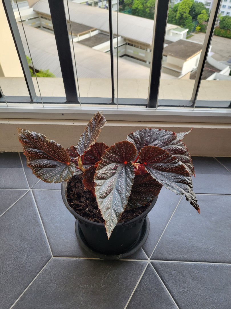 Begonia u062 - G, Furniture & Home Living, Gardening, Plants & Seeds on ...