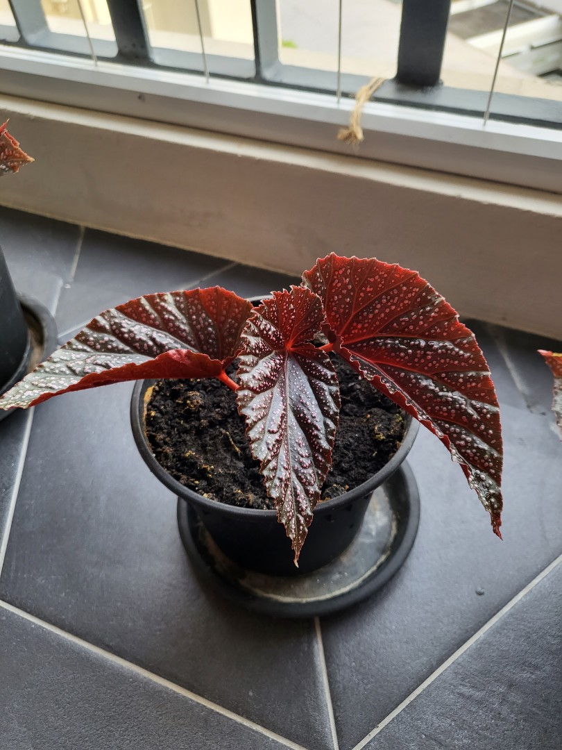 Begonia u062 - A, Furniture & Home Living, Gardening, Plants & Seeds on ...