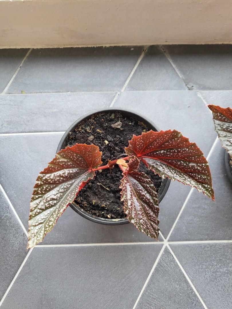 Begonia u062 - A, Furniture & Home Living, Gardening, Plants & Seeds on ...