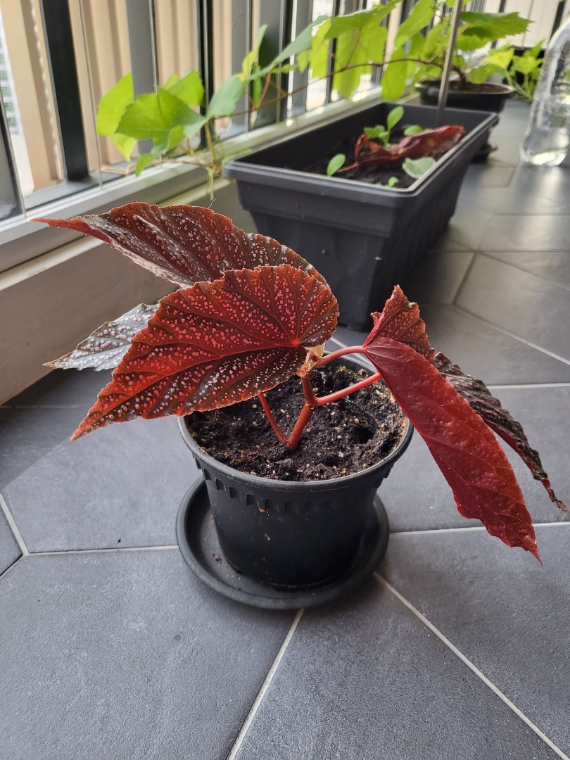 Begonia u062 - C, Furniture & Home Living, Gardening, Plants & Seeds on ...