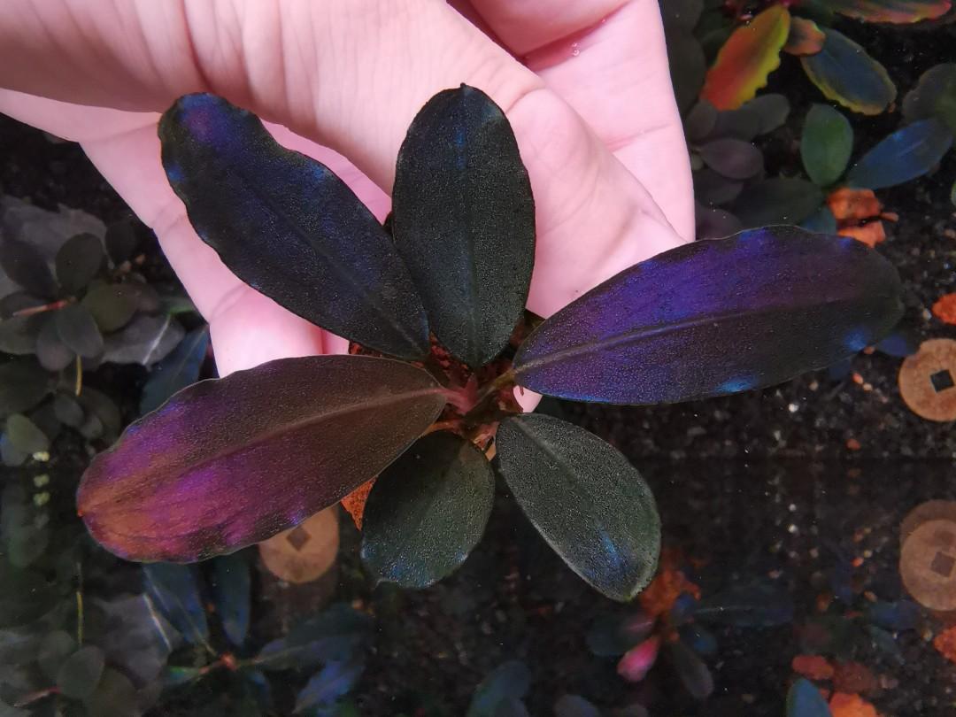 Bucep Bucephalandra Black Angel, Furniture & Home Living, Gardening ...