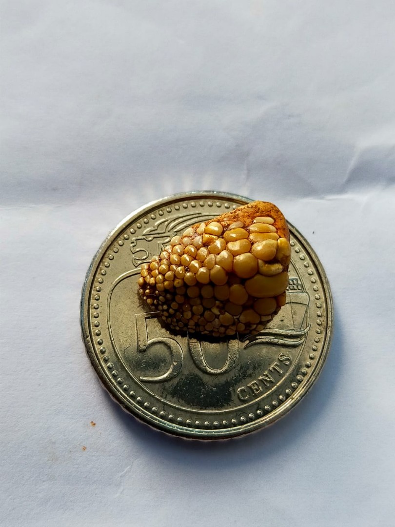 Buntat Semut, Hobbies & Toys, Memorabilia & Collectibles, Religious ...