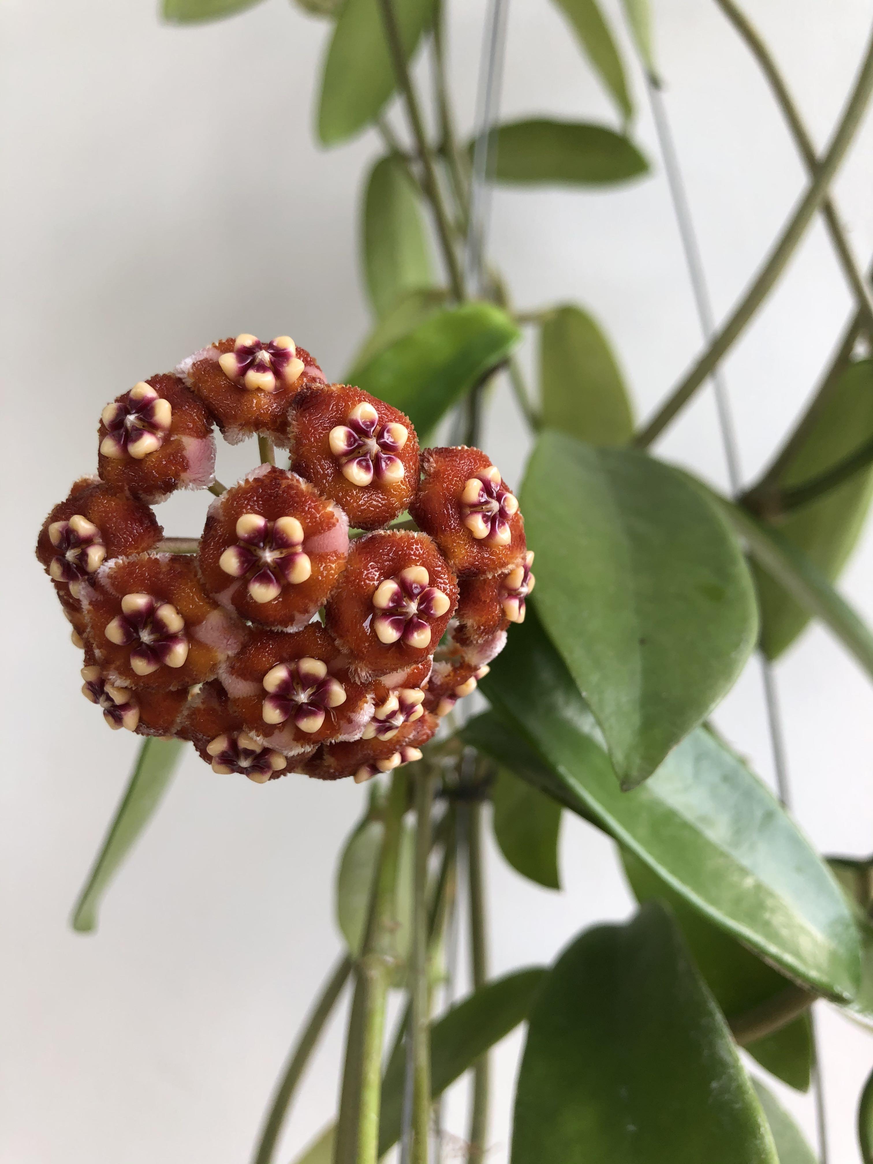 Hoya Meliflua, Furniture & Home Living, Gardening, Plants & Seeds on ...