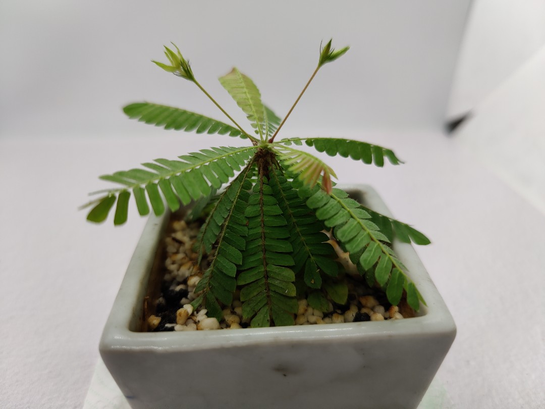 Little Tree plant (Biophytum Sensitivum), Furniture & Home Living ...