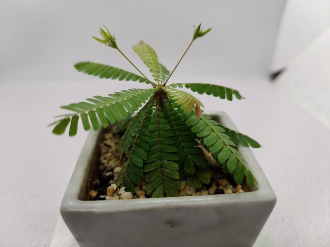 Little Tree plant (Biophytum Sensitivum), Furniture & Home Living ...