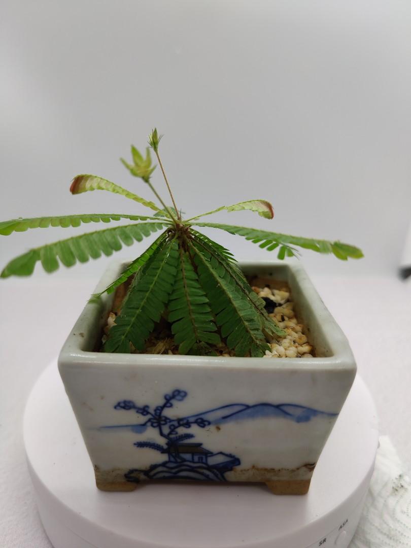 Little Tree plant (Biophytum Sensitivum), Furniture & Home Living ...