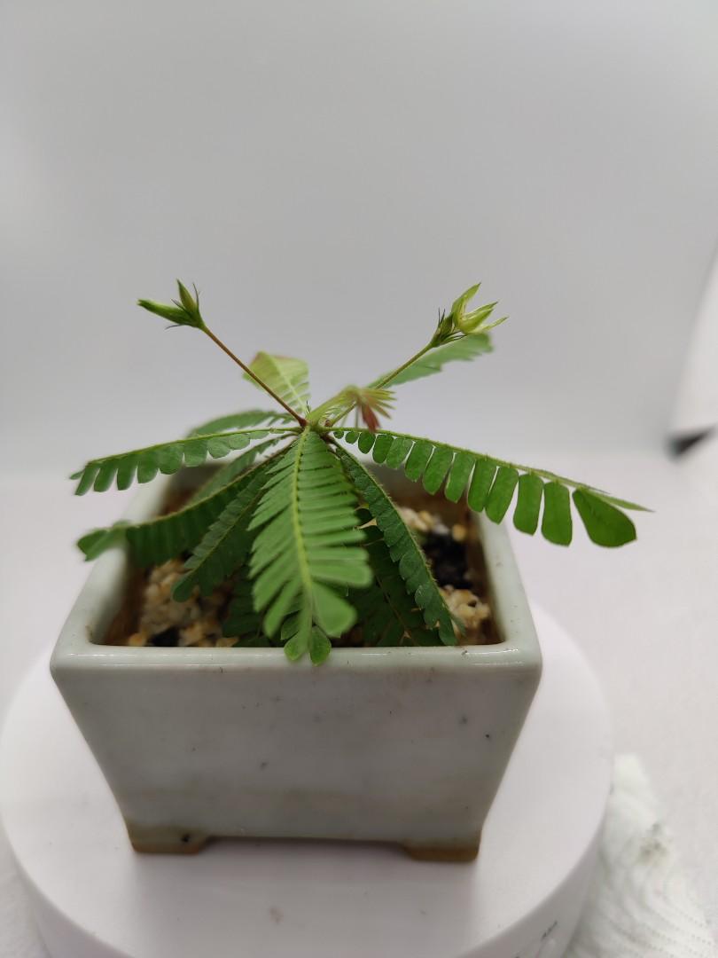 Little Tree plant (Biophytum Sensitivum), Furniture & Home Living ...