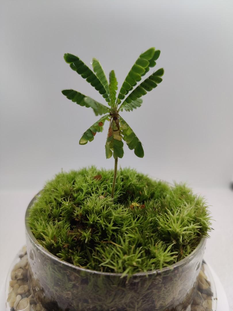 Little Tree plant (Biophytum Sensitivum), Furniture & Home Living ...