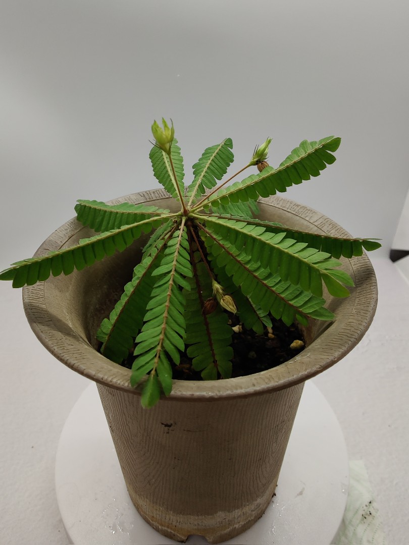 Little Tree plant (Biophytum Sensitivum), Furniture & Home Living ...