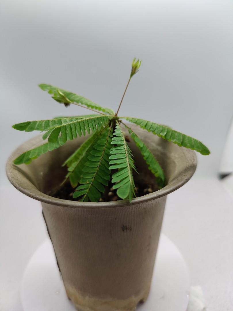 Little Tree plant (Biophytum Sensitivum), Furniture & Home Living ...