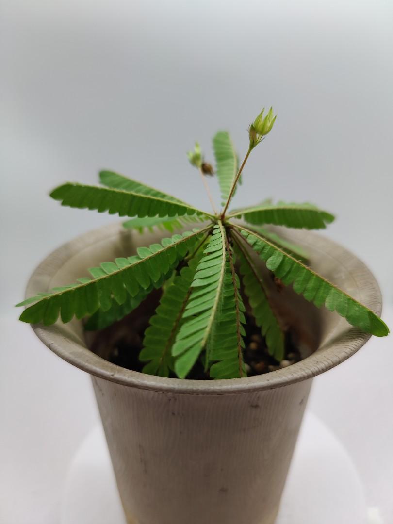 Little Tree plant (Biophytum Sensitivum), Furniture & Home Living ...