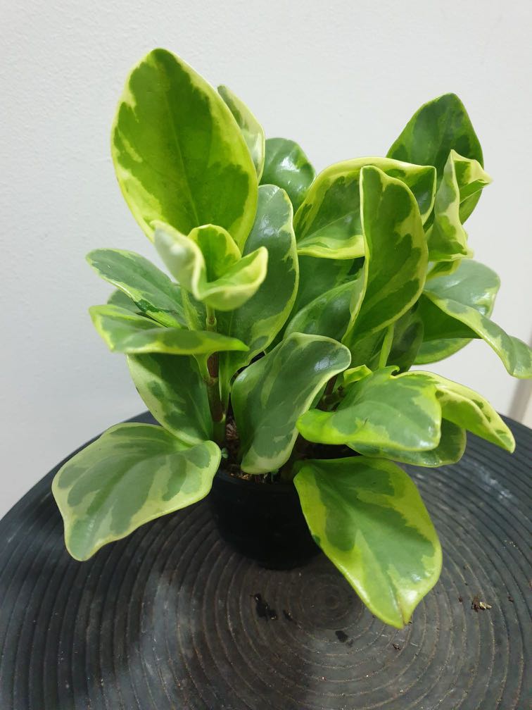 Variegated peperomia obtusifolia, Furniture & Home Living, Gardening ...