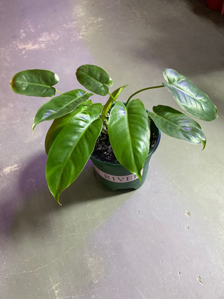 Burle Max Plant, Furniture & Home Living, Gardening, Plants & Seeds on ...