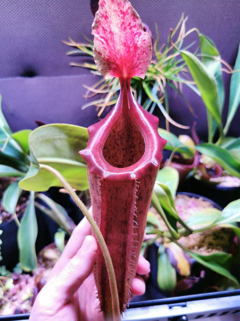 Nepenthes platychila x mira (CK) rare pitcher plant, Furniture & Home ...