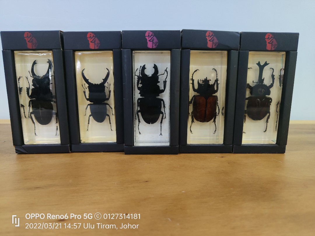 Resin insect beetle collection set of 5, Hobbies & Toys, Collectibles ...