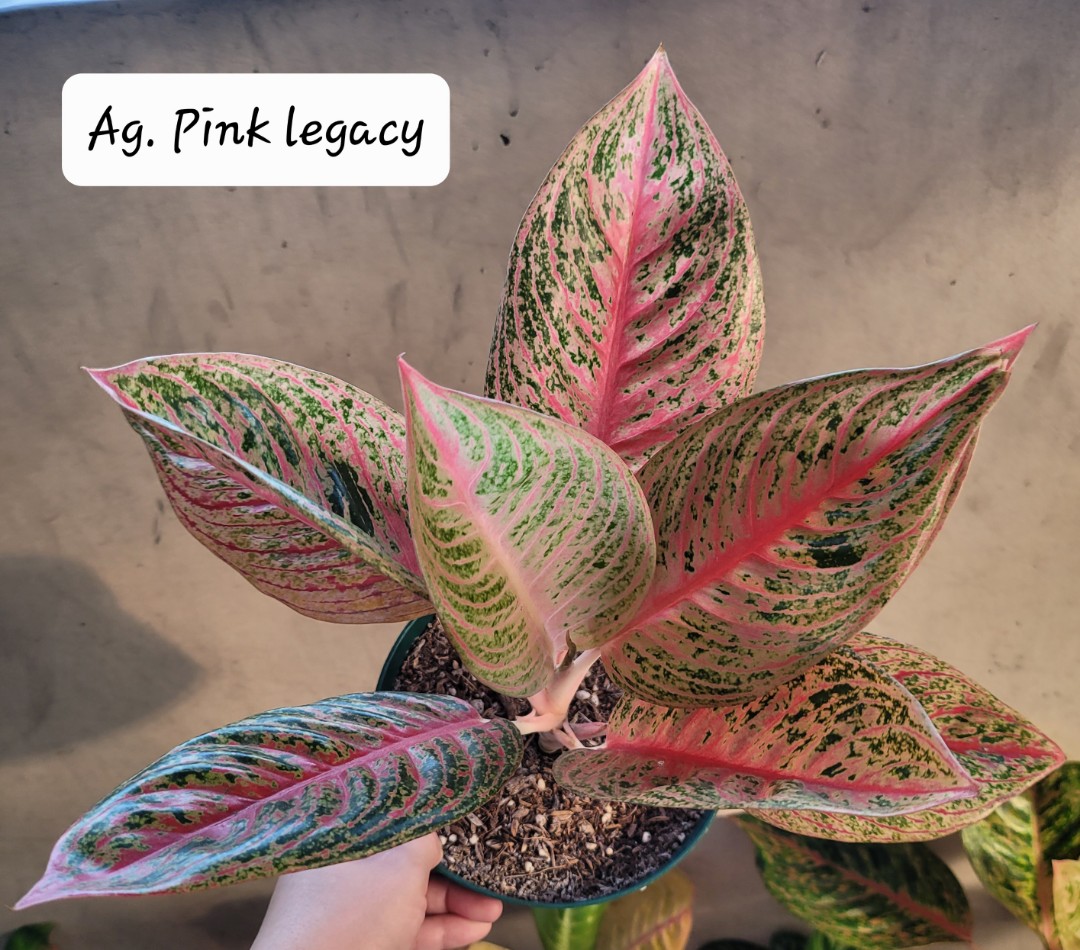 Aglaonema Pink Legacy (THAI), Furniture & Home Living, Gardening ...