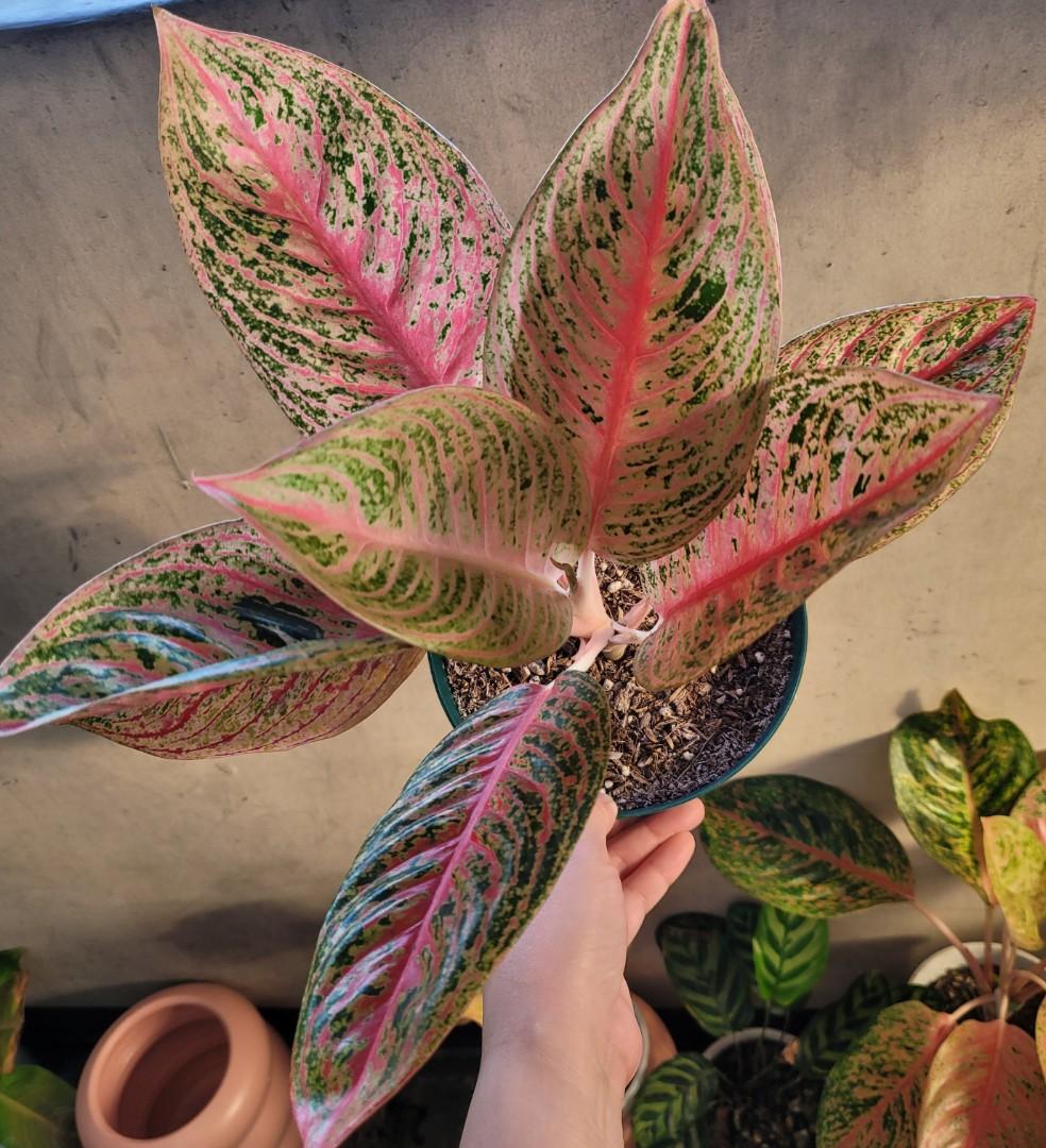 Aglaonema Pink Legacy (THAI), Furniture & Home Living, Gardening ...