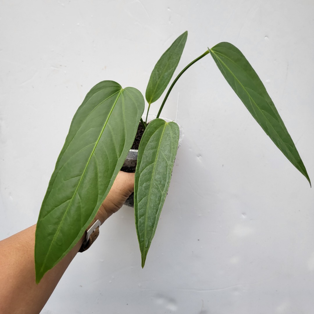 Anthurium Spectabile, Furniture & Home Living, Gardening, Plants ...