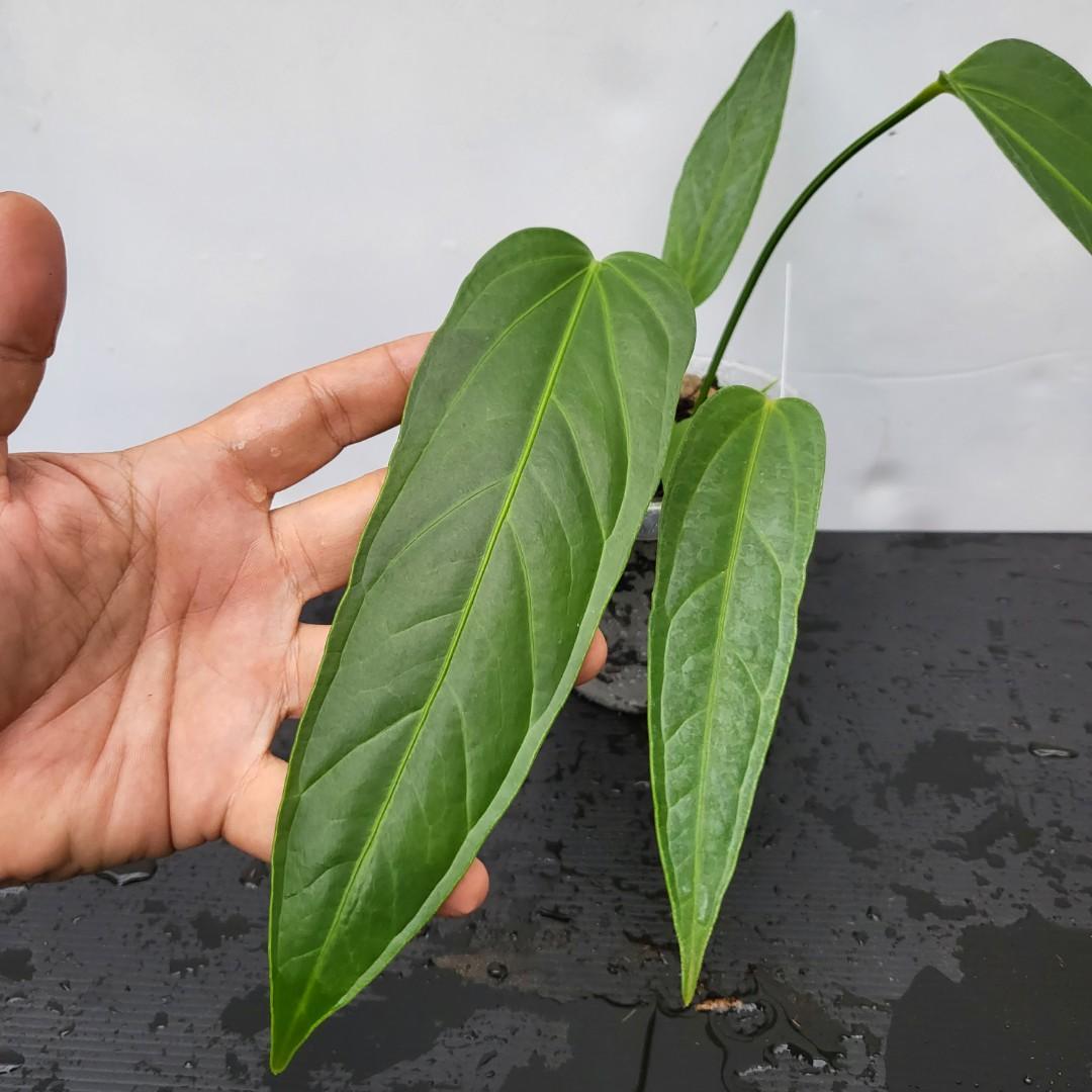 Anthurium Spectabile, Furniture & Home Living, Gardening, Plants ...