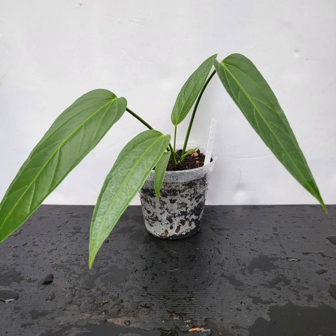 Anthurium Spectabile, Furniture & Home Living, Gardening, Plants ...