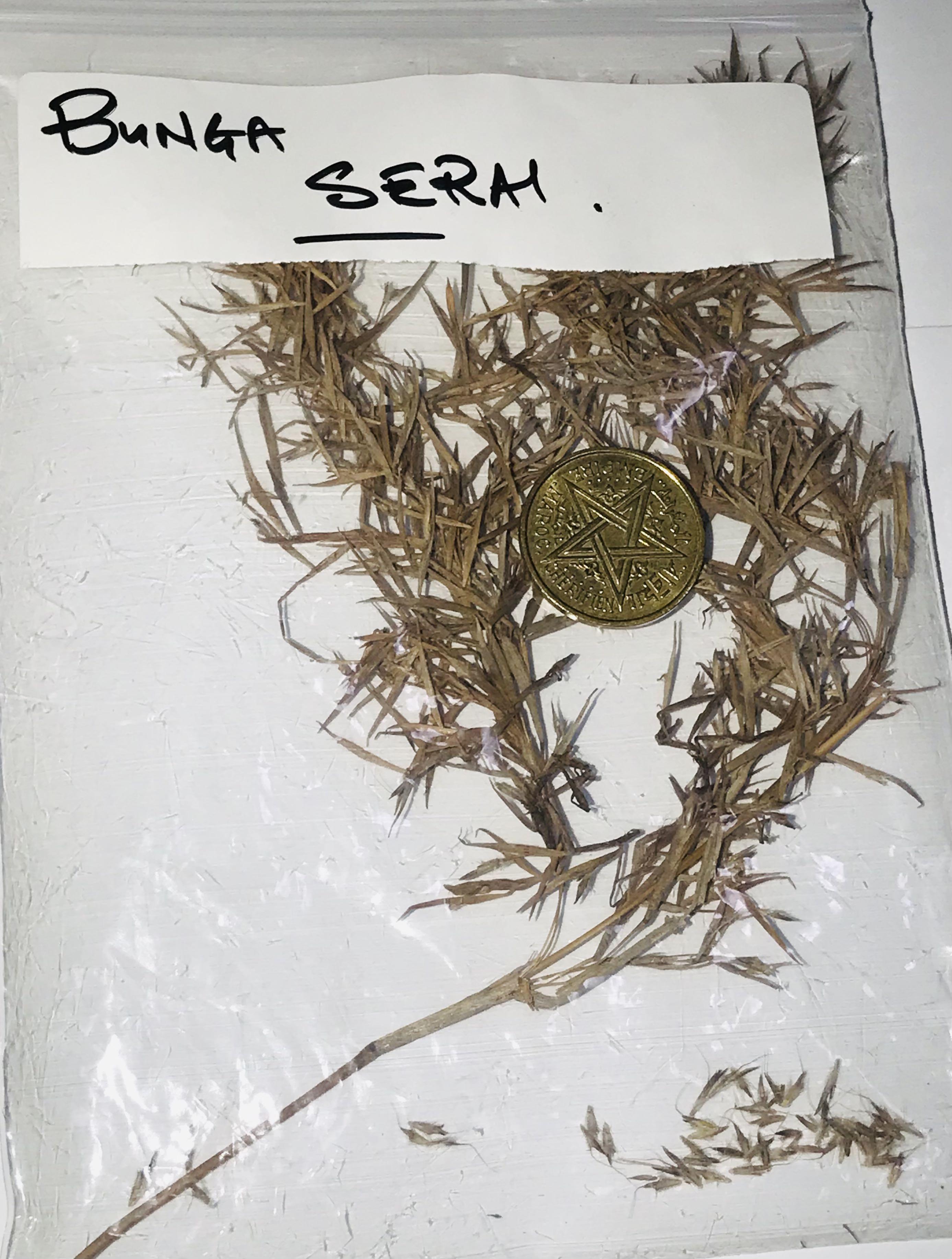 Bunga Serai Asli RARE ( Rare Mystic Lemongrass Flower For Aura ...