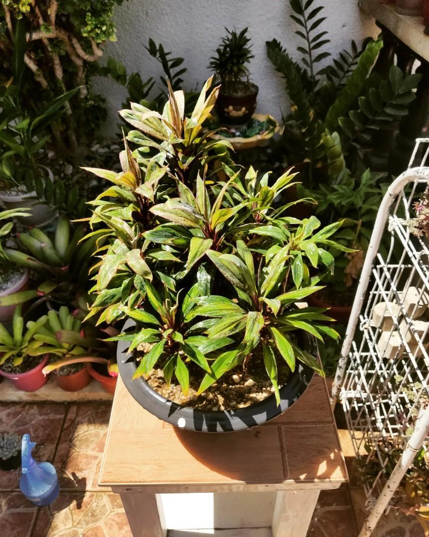Cameroon Dwarf Ti Plant, Furniture & Home Living, Gardening, Plants ...
