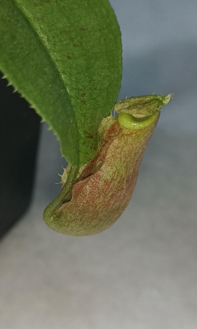 Carnivorous plant- Pitcher plant (Nepenthes mirabilis x coccinea ...