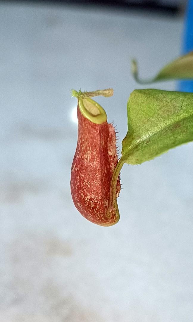 Carnivorous plant- Pitcher plant (Nepenthes mirabilis x coccinea ...