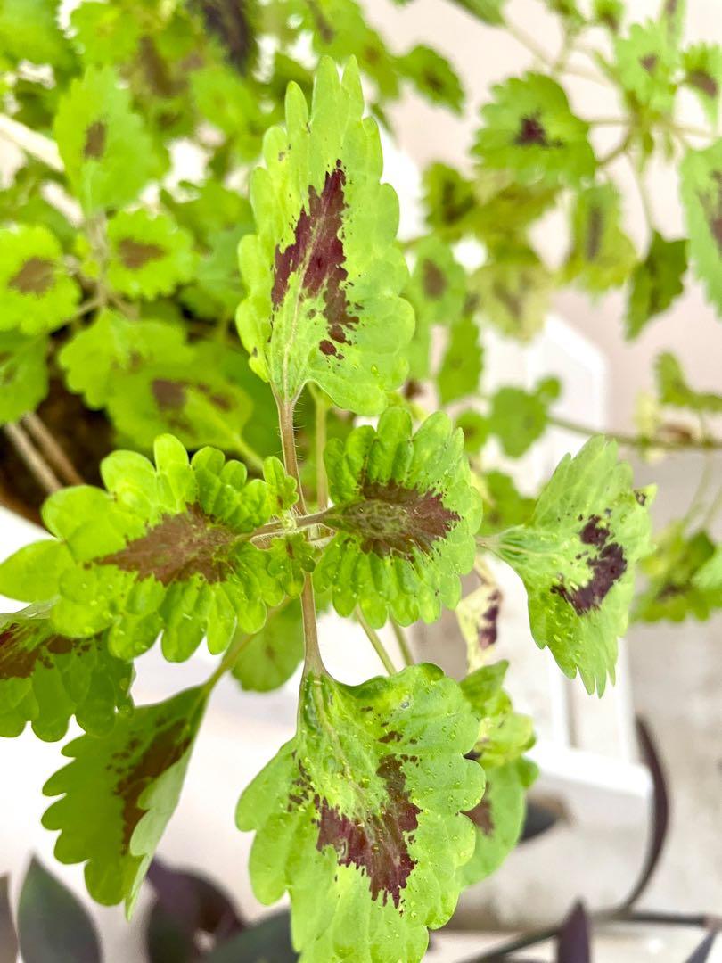 Coleus Trailing Plant , Furniture & Home Living, Gardening, Plants ...