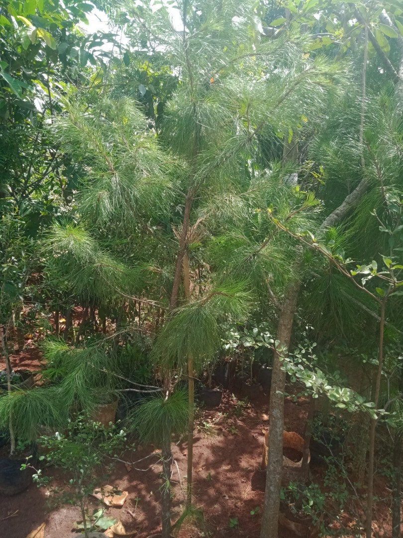 Pohon Pinus/tanaman peneduh pinus, Perkebunan di Carousell