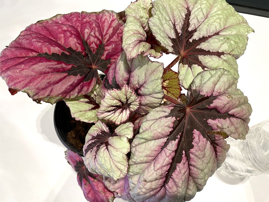 Begonia red ruby (big pot), Furniture & Home Living, Gardening, Plants ...