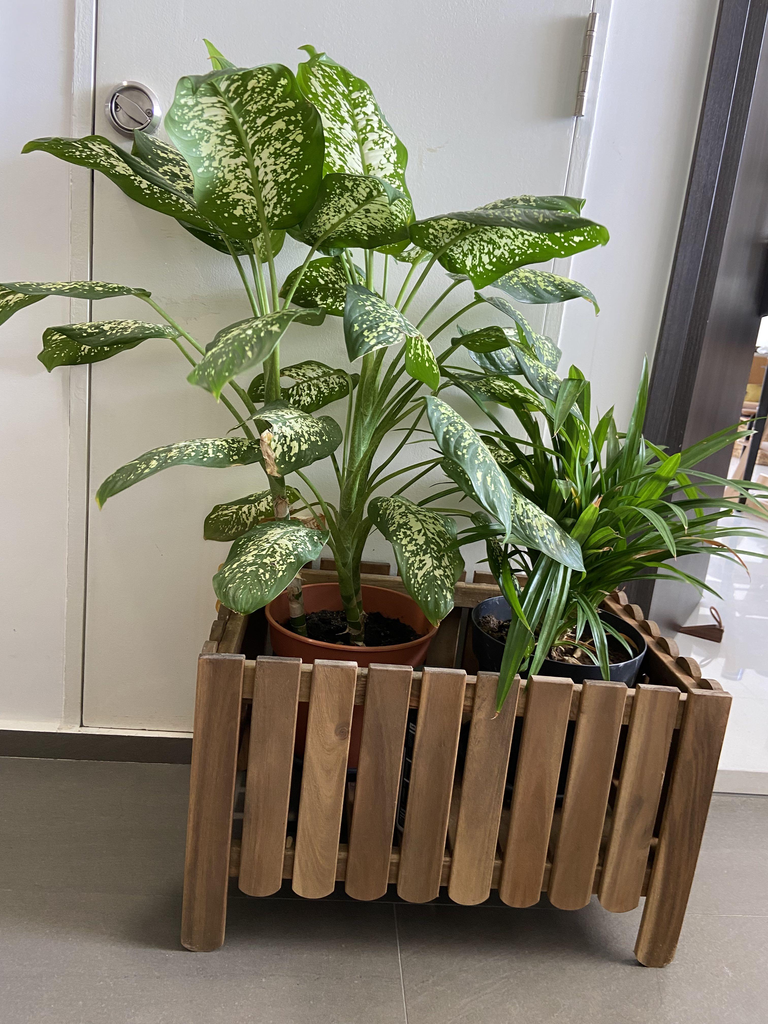 Ikea Askholmen wooden planter, Furniture & Home Living, Gardening, Pots ...