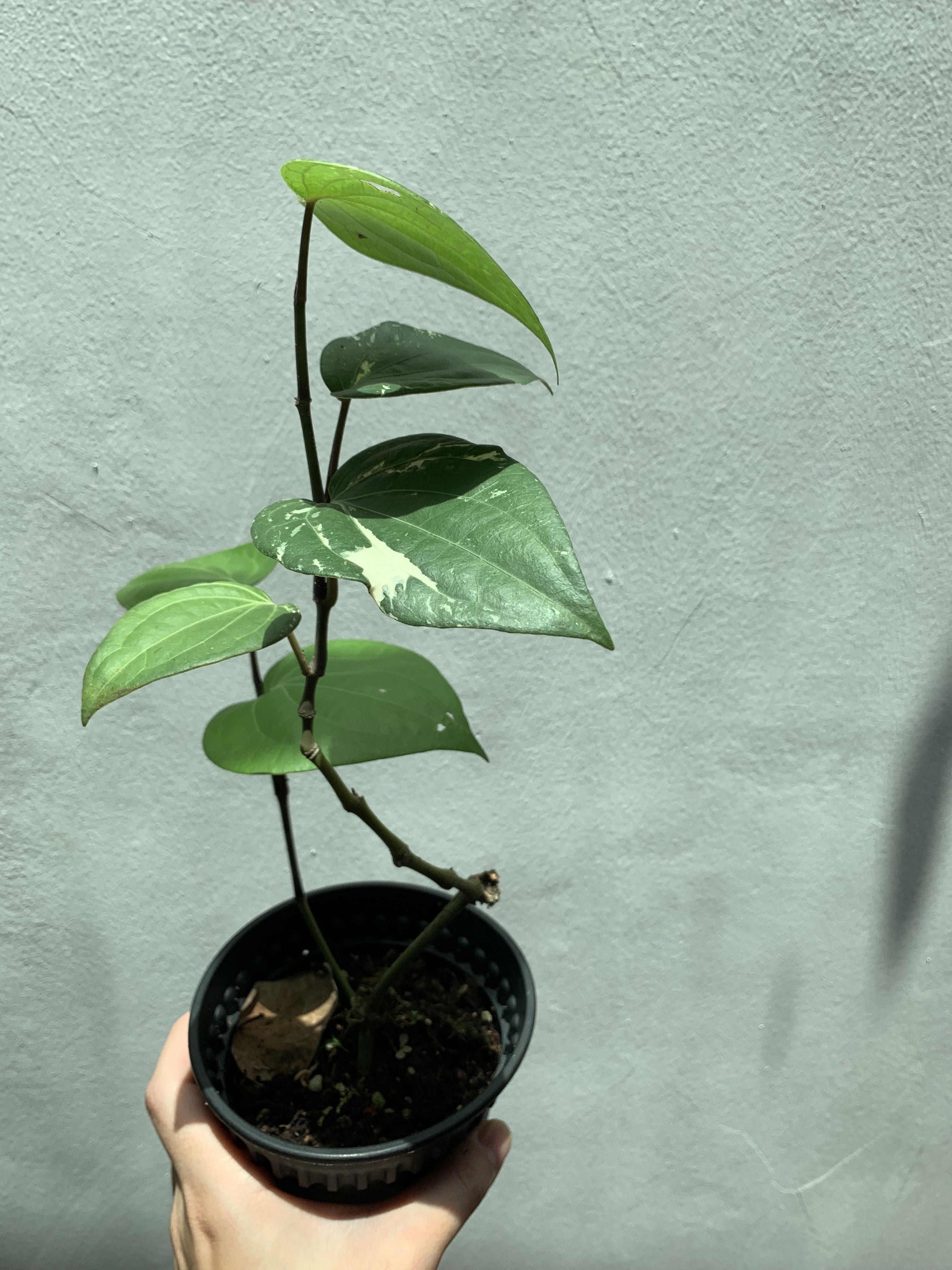 Piper Nigrum albo variegated, Furniture & Home Living, Gardening ...