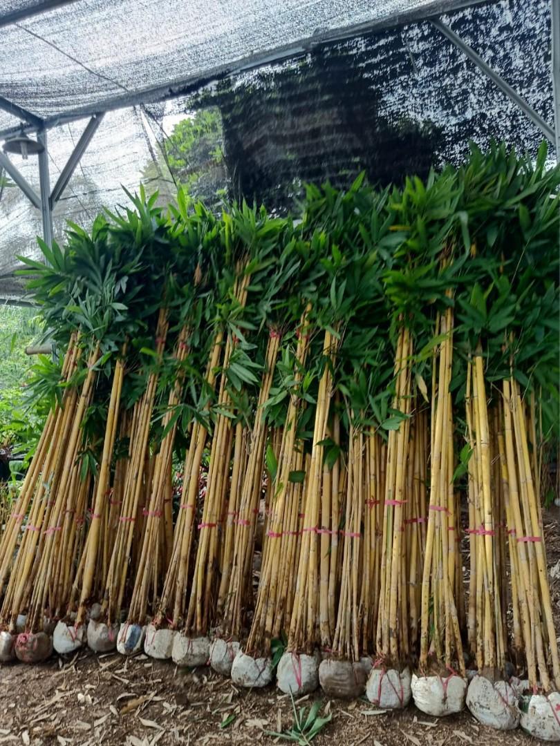Pohon bambu kuning panda, Perkebunan di Carousell