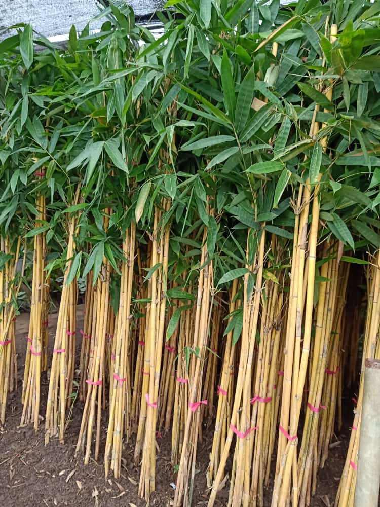 Pohon bambu kuning panda, Perkebunan di Carousell