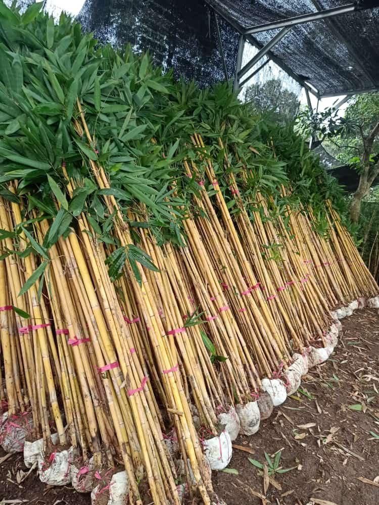 Pohon bambu kuning panda, Perkebunan di Carousell